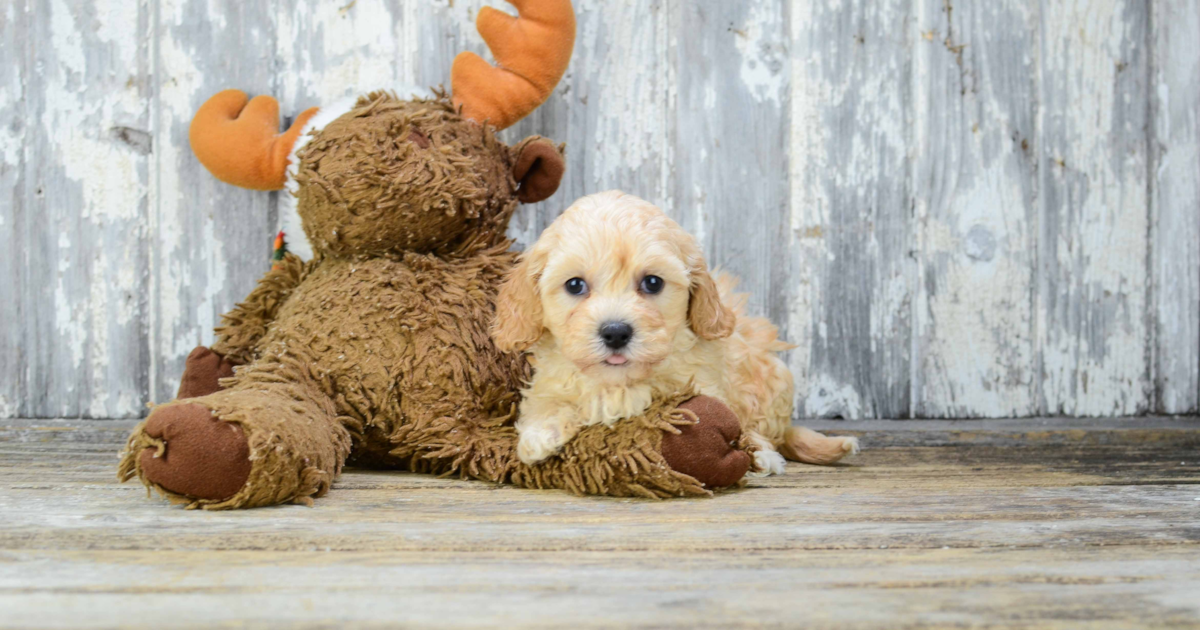 Friendly Cavapoo Chelsea: 4lb 3oz Doodle Puppy