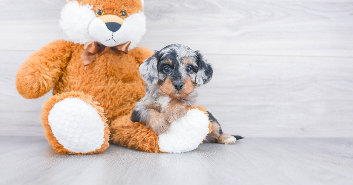 Cute Mini Doxiedoodle Shimano: 3lb 15oz Small Breed Puppy
