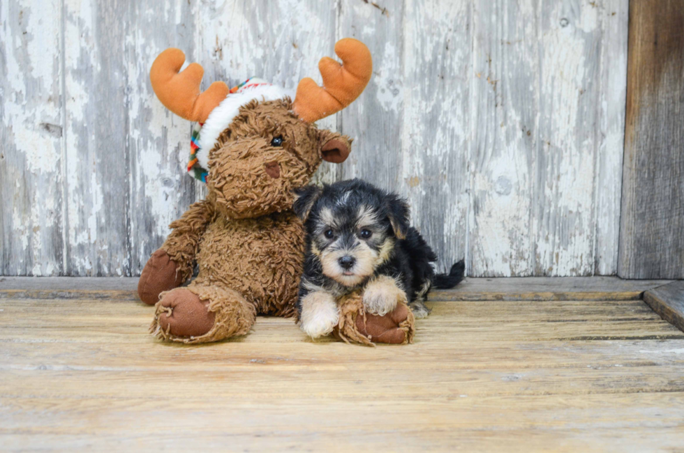 Morkie puppies for sale | Mixed Small Breed puppies for sale