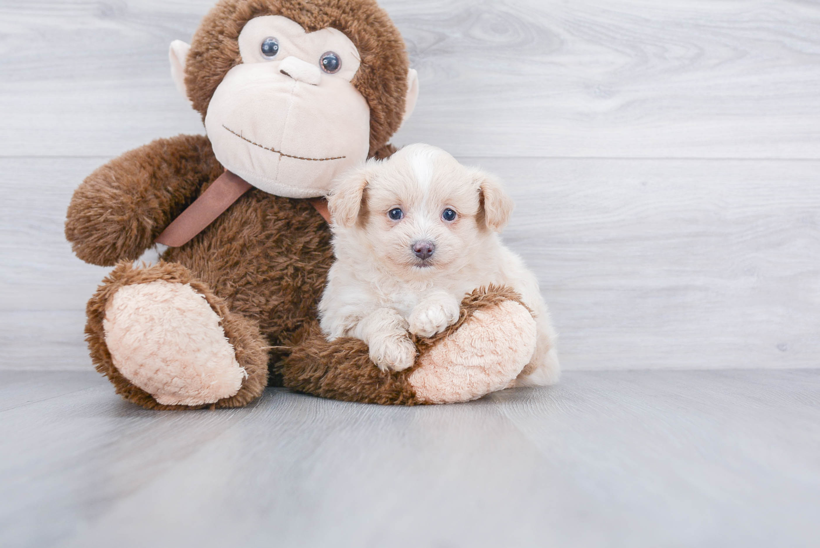 Pomapoo Puppy Photos and More - Premier Pups