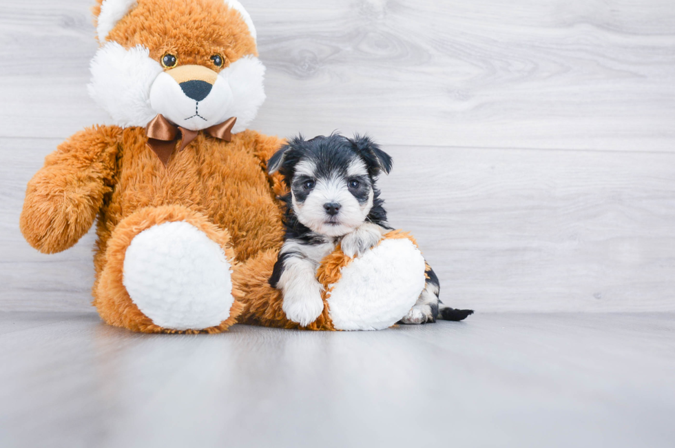 Shorkie Puppies for Sale Ohio | Comfortable US Shipping Online