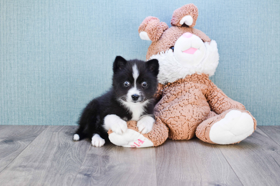 Pomsky puppies for sale | Small cross puppies breeds for sale in Ohio