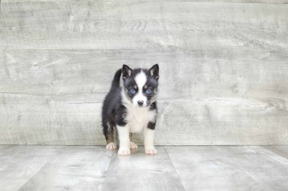 Pomsky puppies for sale | Small cross puppies breeds for sale in Ohio