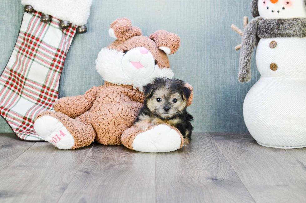 Morkie puppies for sale | Mixed Small Breed puppies for sale