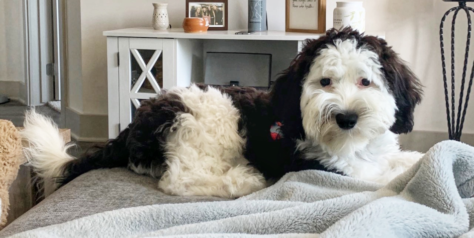 Toy & Mini Sheepadoodle Puppies for Sale | Premier Pups
