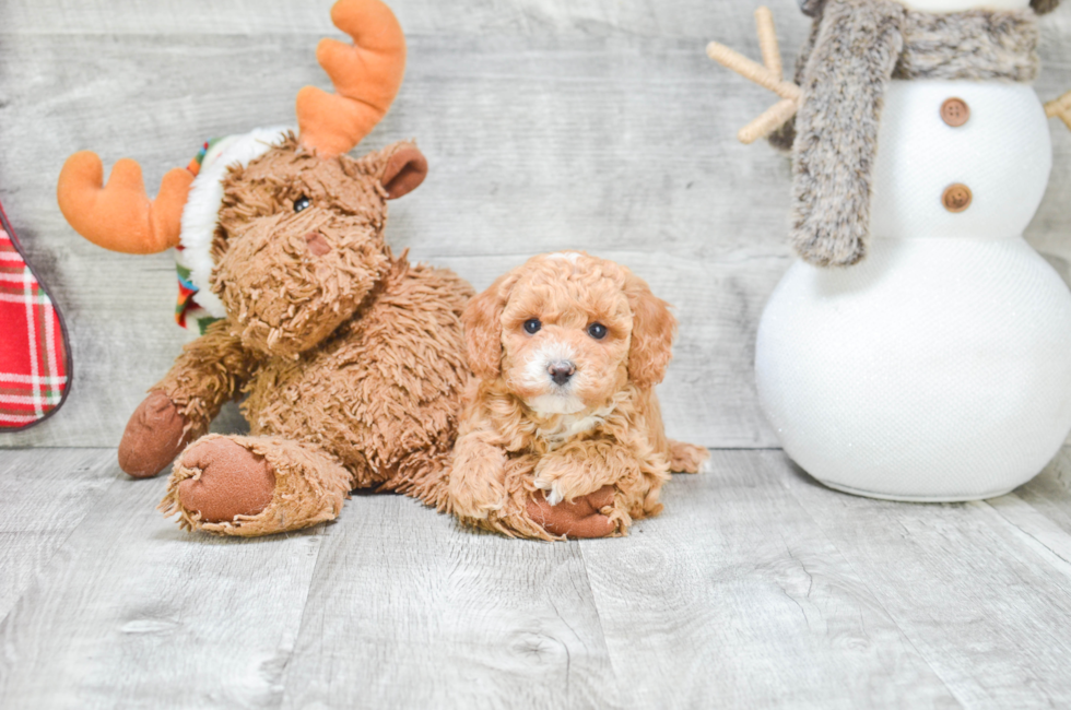 Small breed puppies for sale | Teacup Pups for sale in Ohio – Premier Pups