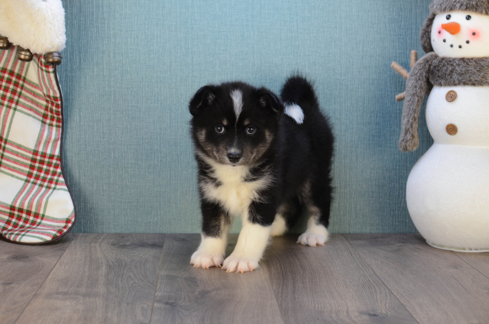 Pomsky puppies for sale | Small cross puppies breeds for sale in Ohio