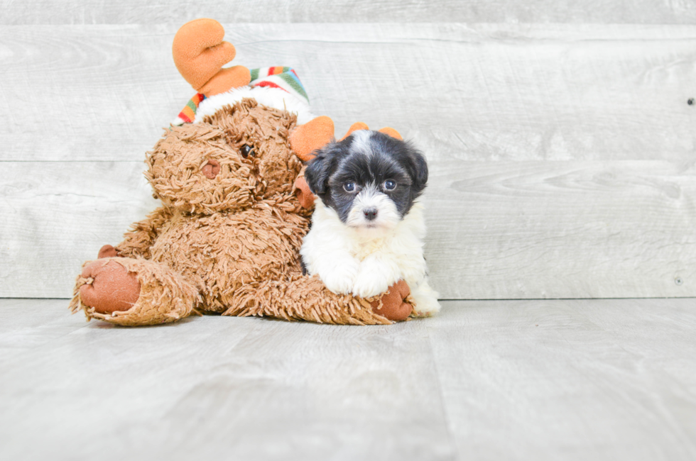 Havanese Puppies for Sale | PremierPups.com