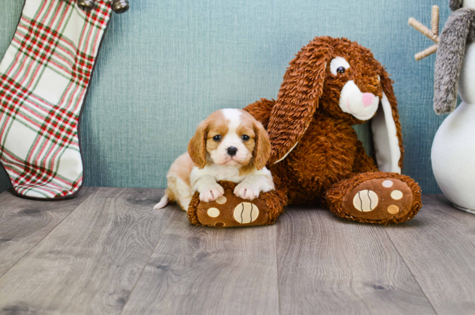 Premier Pups for sale in Ohio - Buy or adopt a puppy breed on Premier Pup