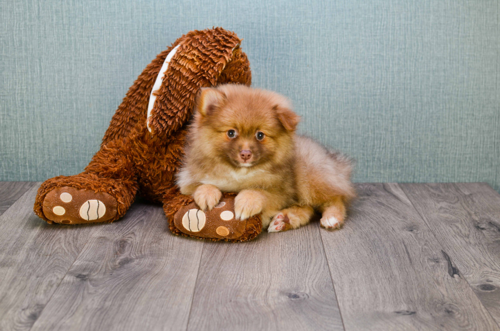 Premier Pups for sale in Ohio - Buy or adopt a puppy breed on Premier Pup