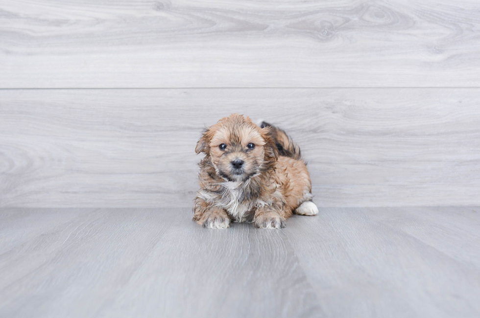 Morkie Puppies for Sale – On-the-spot Adoption in Ohio / US Shipping