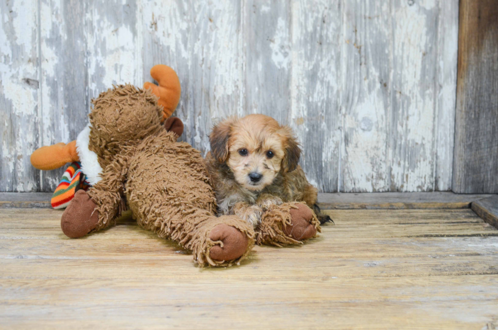 Morkie puppies for sale | Mixed Small Breed puppies for sale