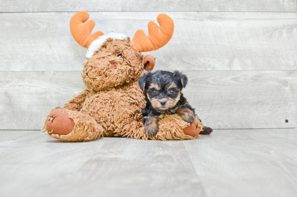 Morkie Puppies for Sale – On-the-spot Adoption in Ohio / US Shipping