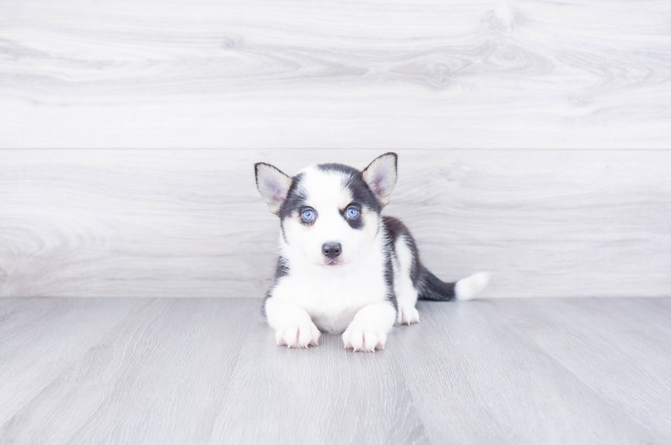 Pomsky puppies for sale | Small cross puppies breeds for sale in Ohio