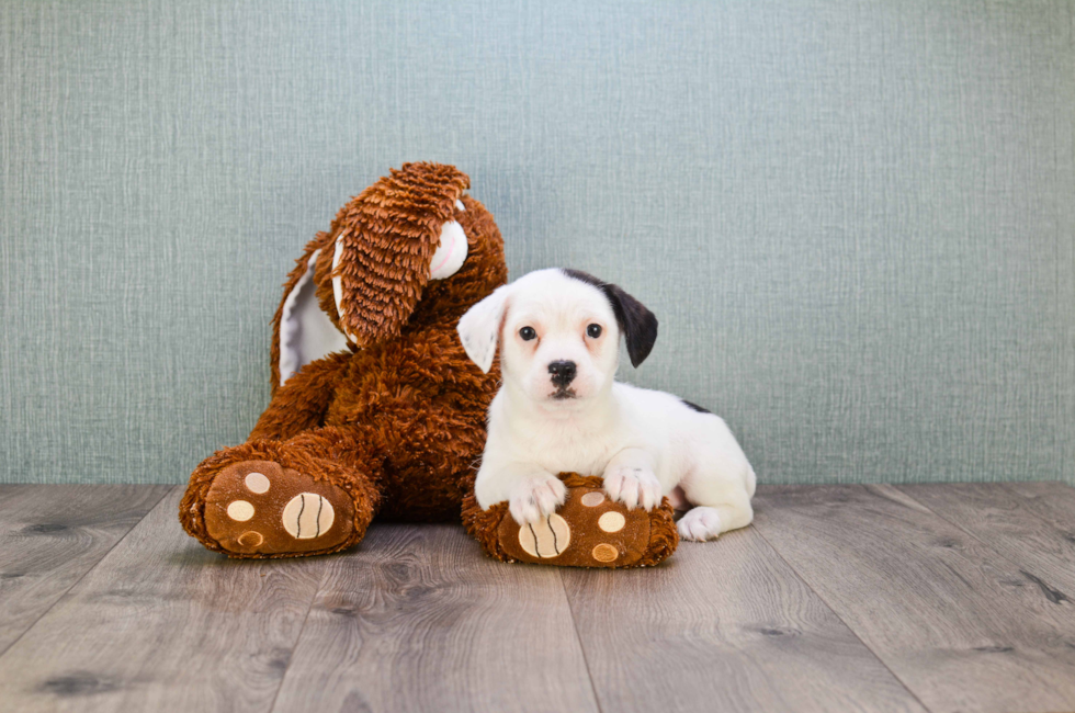 Premier Pups for sale in Ohio - Buy or adopt a puppy breed on Premier Pup