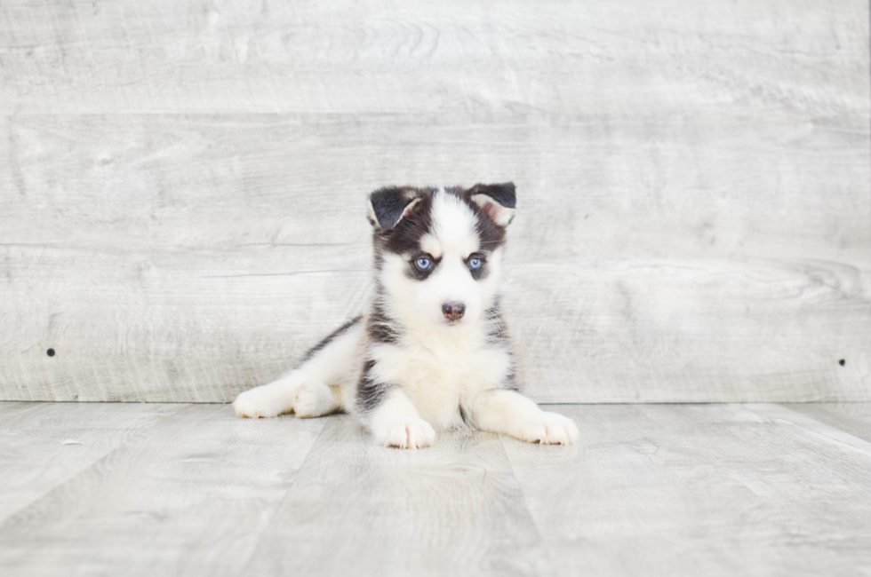 Pomsky puppies for sale | Small cross puppies breeds for sale in Ohio