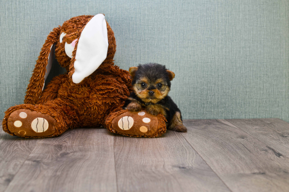 Premier Pups for sale in Ohio - Buy or adopt a puppy breed on Premier Pup