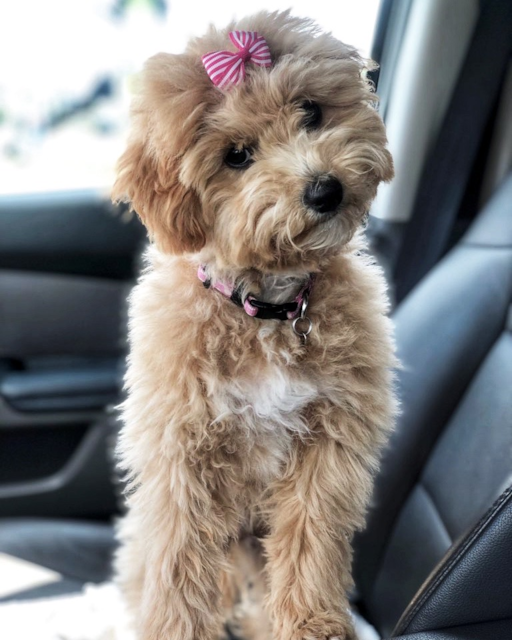 Poochon Puppies for Sale