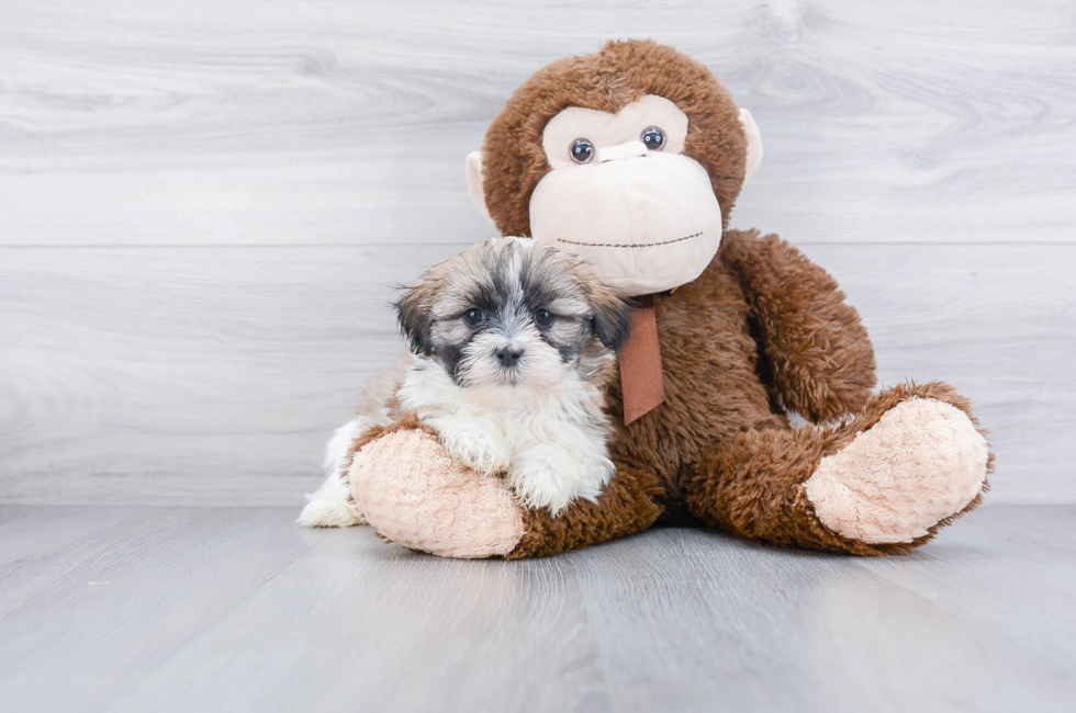 Teddy Bear puppies for sale | Buy AKC Shichon pups at premierpups.com