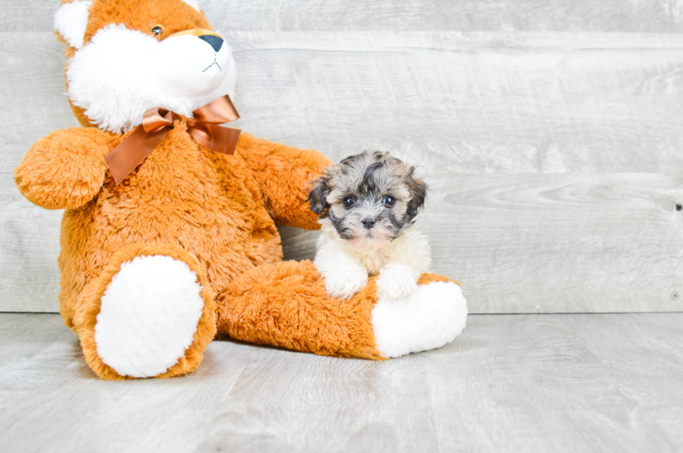 Havanese Puppies for Sale | PremierPups.com
