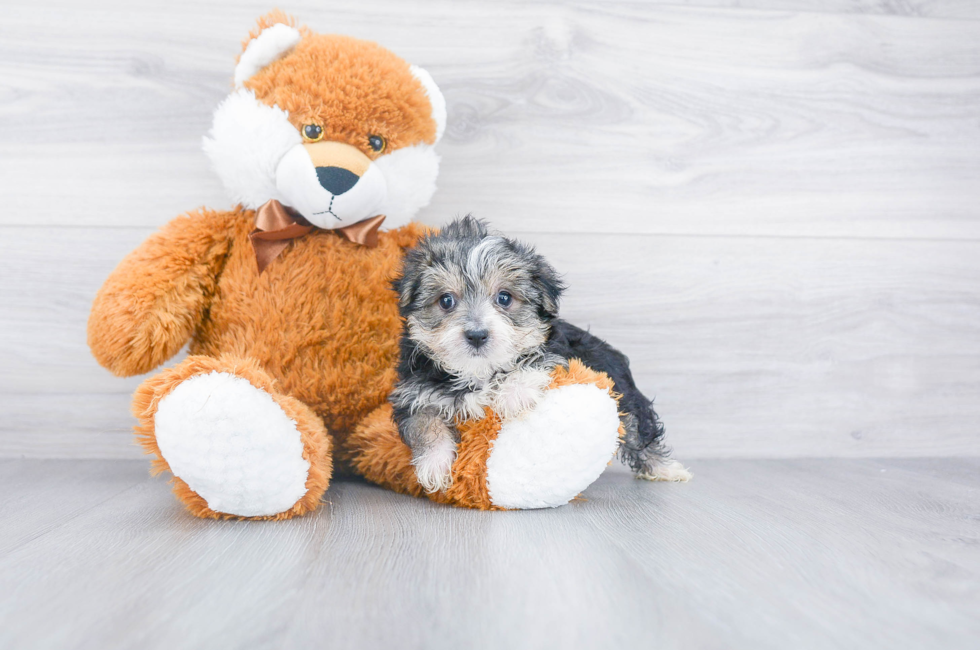 Shorkie puppies for sale in Ohio | Private Breeder in Ohio | Healthy ...