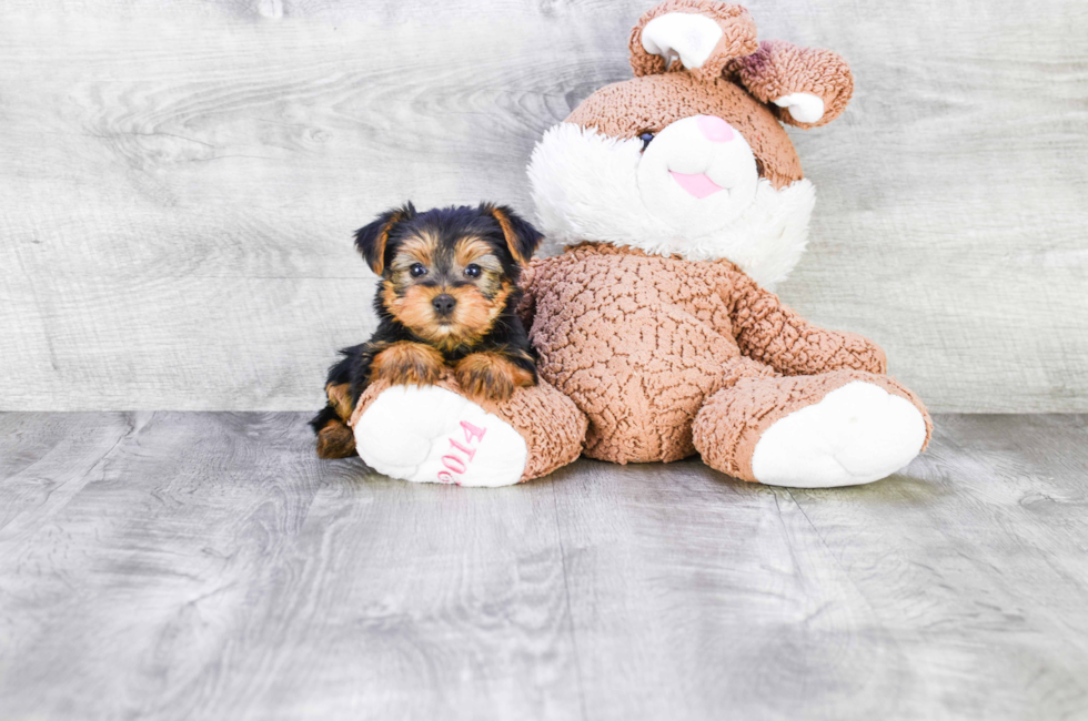 AKC Yorkie puppies for sale | Buy Teacup Yorkshire Terrier Pups