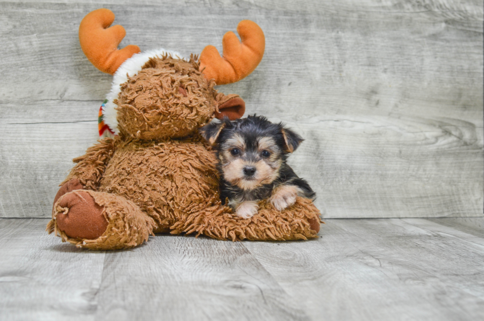 Morkie puppies for sale | Mixed Small Breed puppies for sale