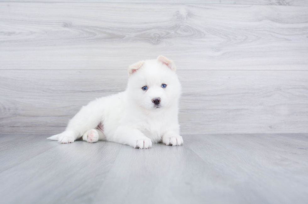 Pomsky Puppies For Sale Online | Comfortable US Shipping from Ohio