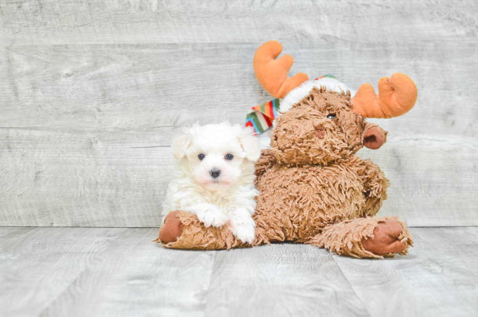Teddy Bear Puppies for Sale – Shichon Puppies | Premierpups.com