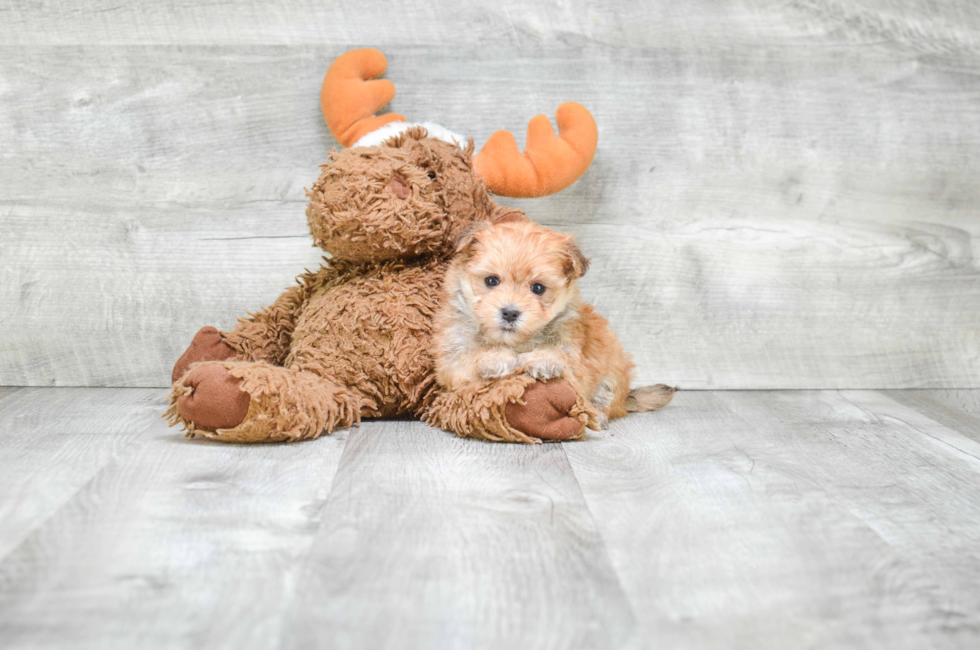 Morkie Puppies for Sale – On-the-spot Adoption in Ohio / US Shipping