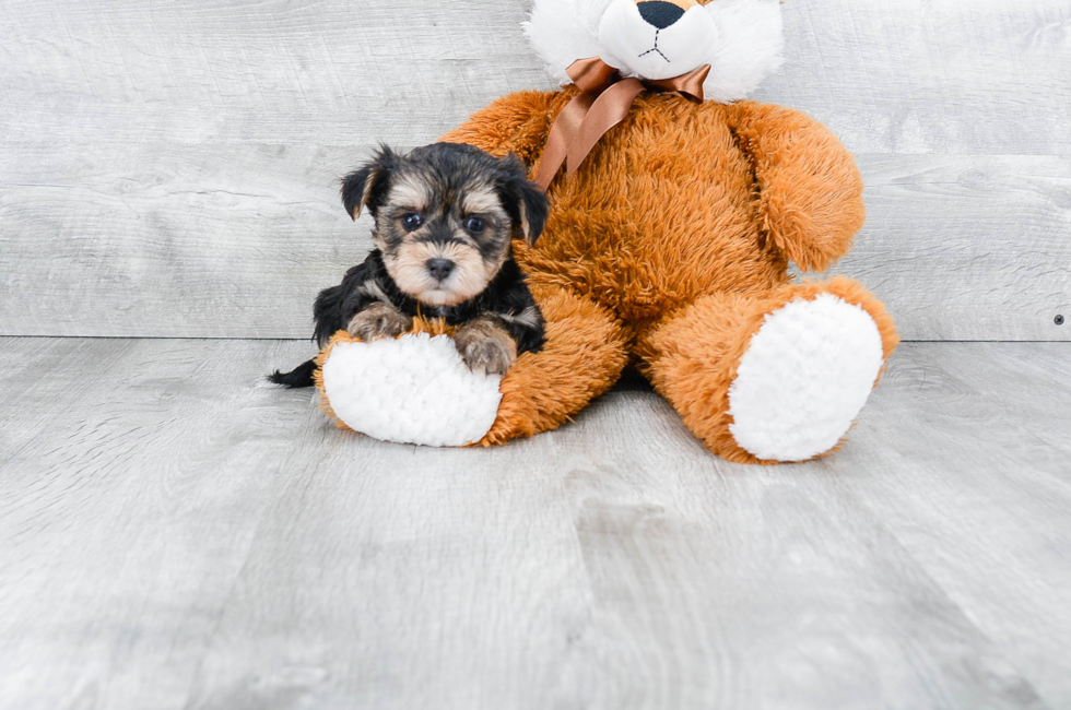 Morkie Puppies for Sale – On-the-spot Adoption in Ohio / US Shipping