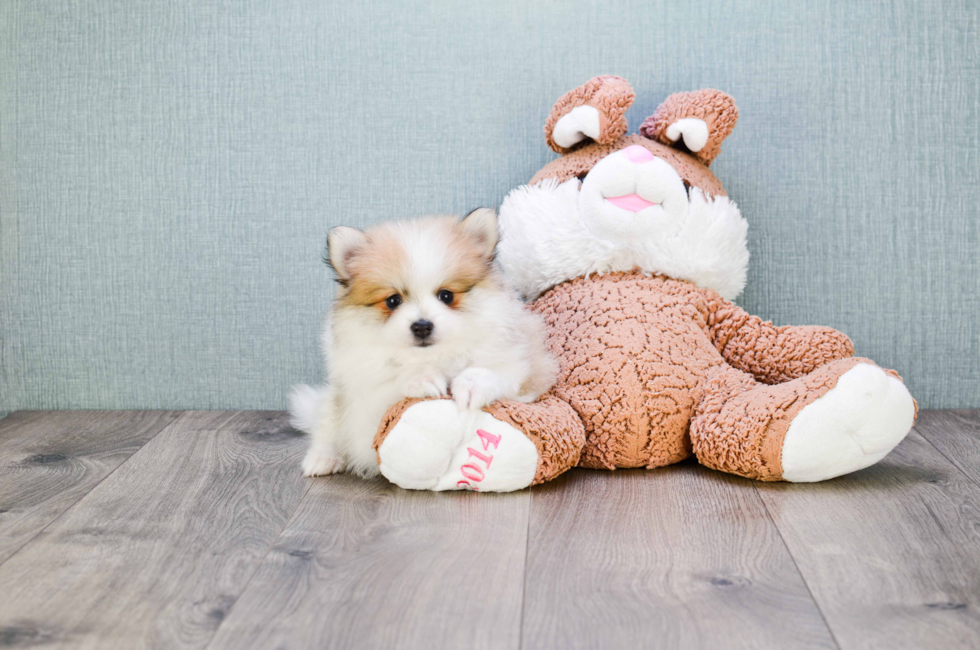 Small breed puppies for sale | Teacup Pups for sale in Ohio – Premier Pups