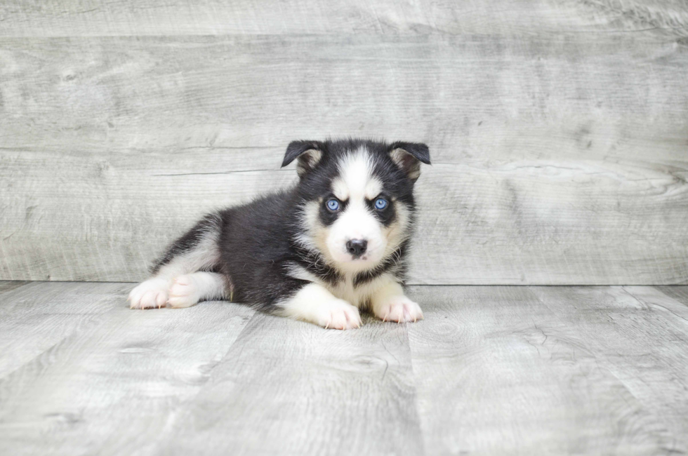 Pomsky puppies for sale | Small cross puppies breeds for sale in Ohio