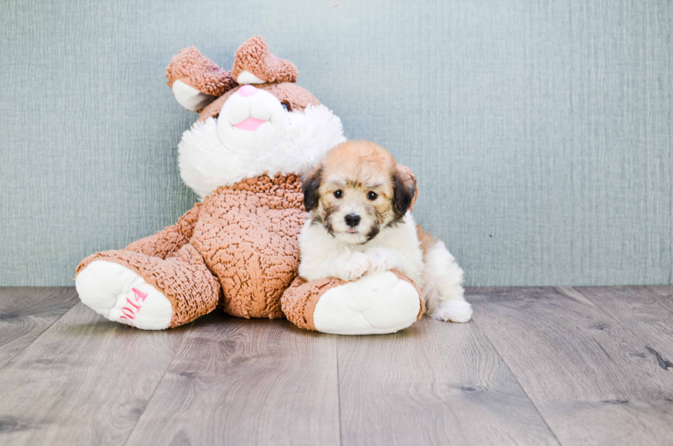 Havanese puppies for sale | Small purebred Havanese puppies for sale in ...