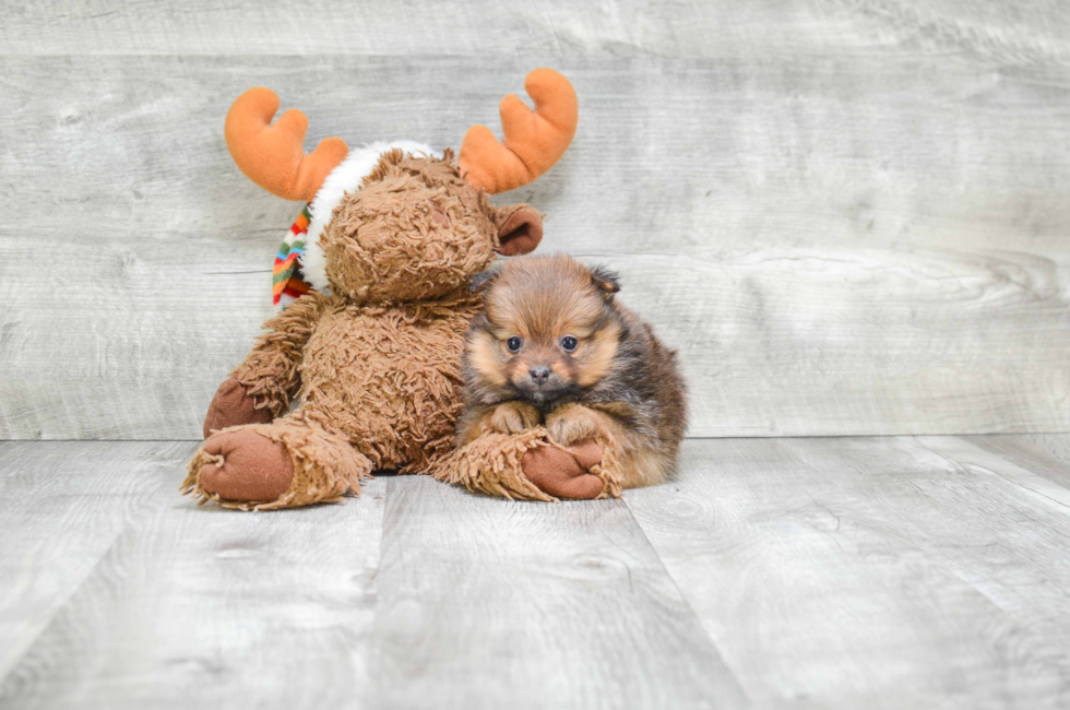 Small breed puppies for sale | Teacup Pups for sale in Ohio – Premier Pups