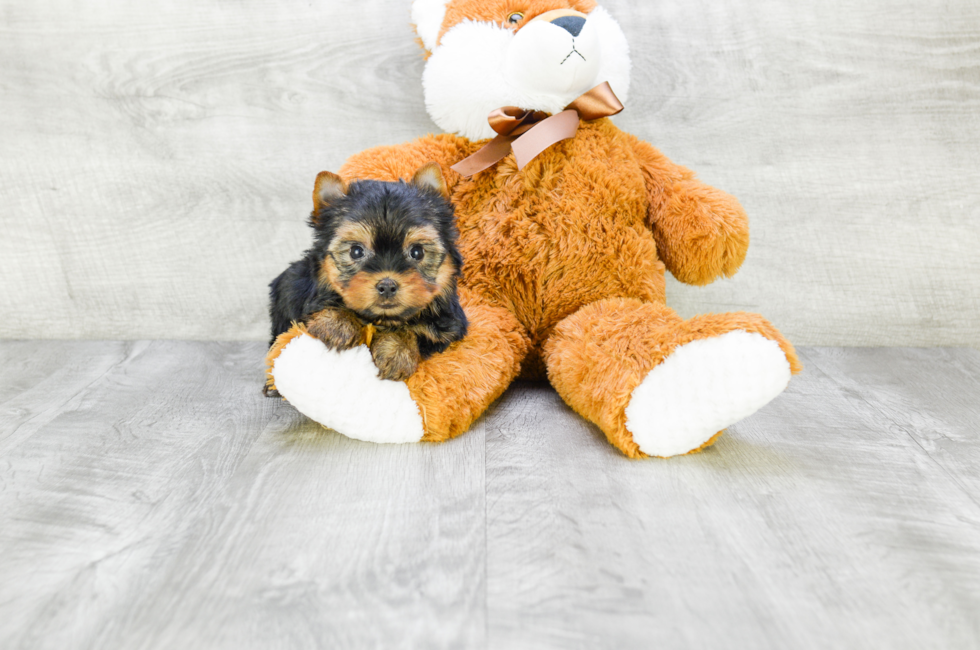 Yorkie puppies for sale | Buy Teacup AKC Yorkshire Terrier Pups