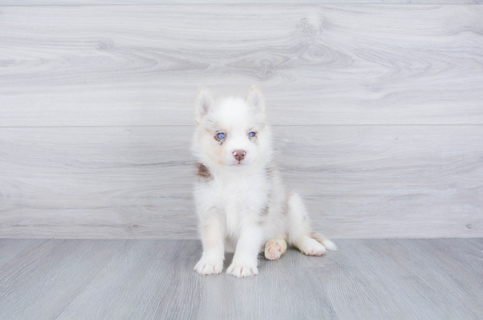 Aussie Pom Puppies for Sale | Premier Pups located in Ohio
