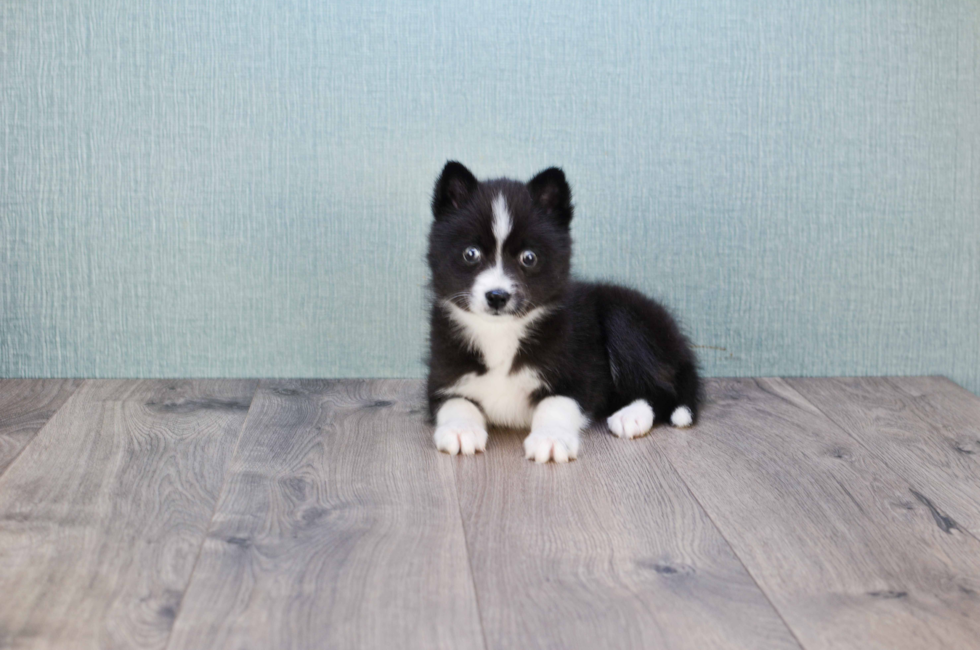 Pomsky puppies for sale | Small cross puppies breeds for sale in Ohio