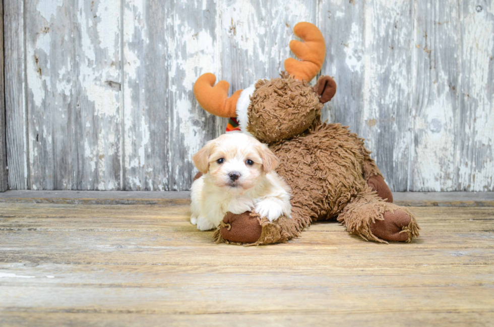 Premier Pups for sale in Ohio - Buy or adopt a puppy breed on Premier Pup