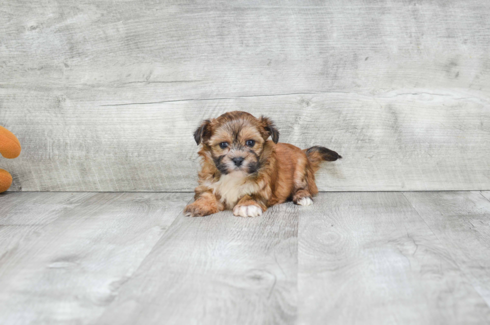 Morkie puppies for sale | Mixed Small Breed puppies for sale