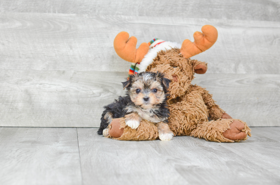 Morkie Puppies for Sale – On-the-spot Adoption in Ohio / US Shipping