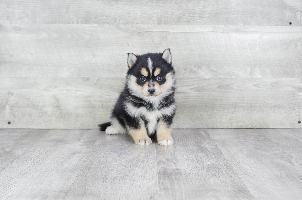 Pomsky puppies for sale | Small cross puppies breeds for sale in Ohio
