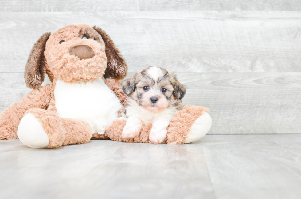 Teddy Bear Puppies for Sale – Shichon Puppies | Premierpups.com
