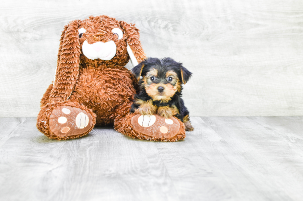 Small breed puppies for sale | Teacup Pups for sale in Ohio – Premier Pups