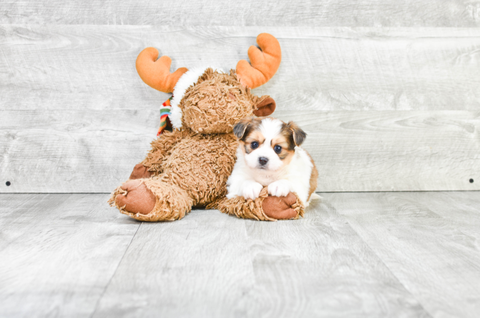 Shorkie puppies for sale | Small cross breed puppies for sale in Ohio