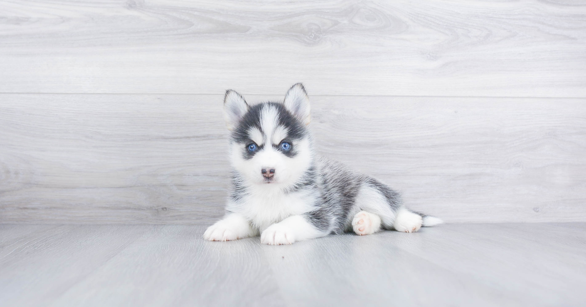 Fluffy Pomsky Lexi: 5lb 5oz Designer Puppy