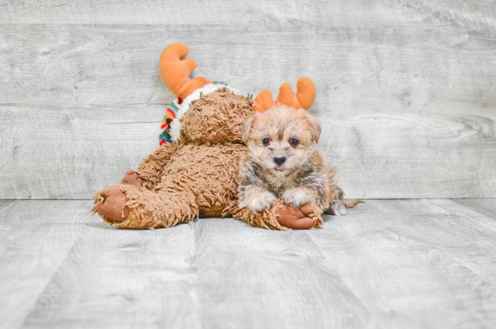 Small breed puppies for sale | Teacup Pups for sale in Ohio – Premier Pups