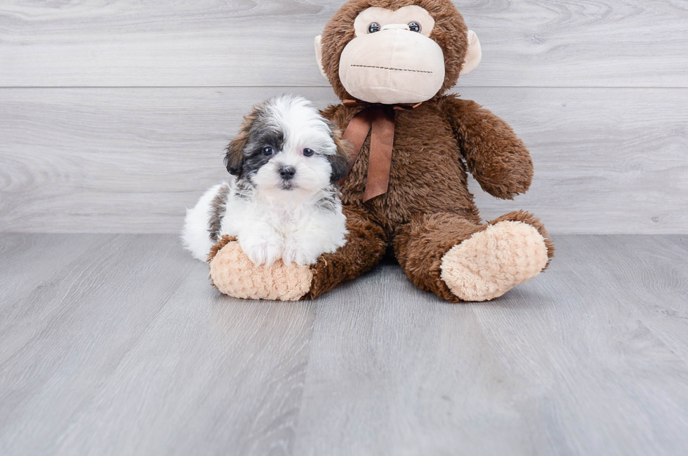 Teddy Bear Puppies for Sale – Shichon Puppies | Premierpups.com