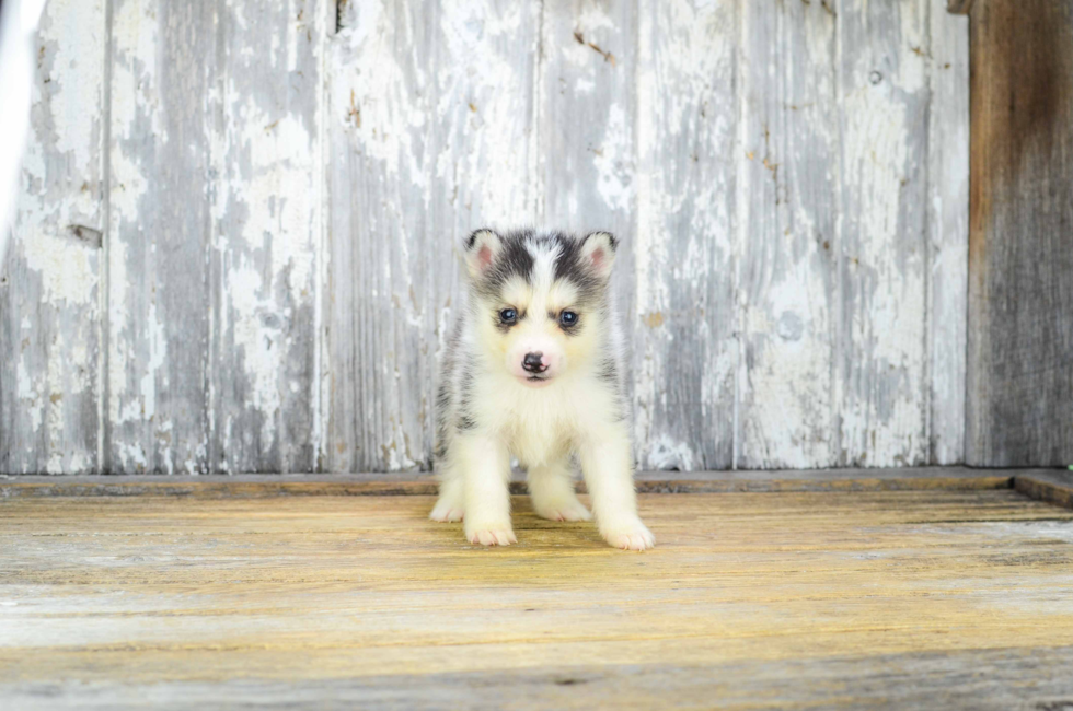 Pomsky puppies for sale | Small cross puppies breeds for sale in Ohio