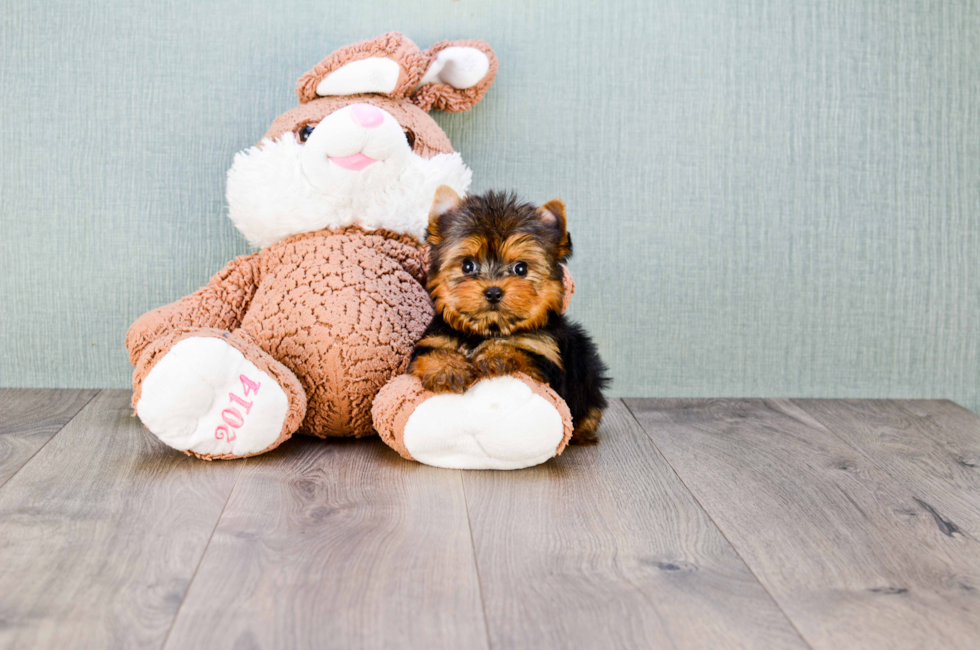 AKC Yorkie puppies for sale | Buy Teacup Yorkshire Terrier Pups